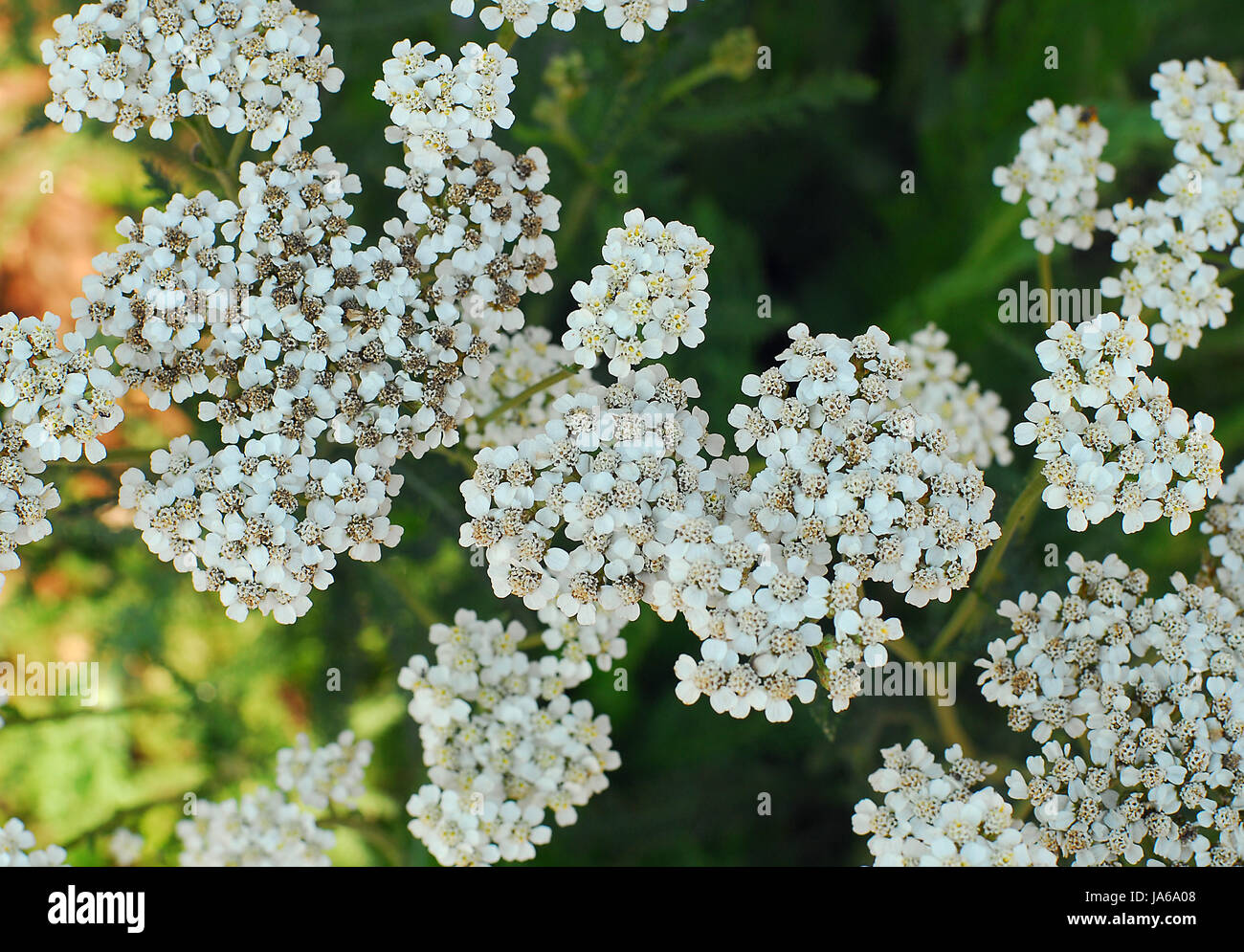 garden, flower, plant, bloom, blossom, flourish, flourishing, flora ...