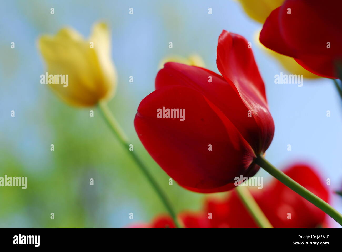 garden, flower, plant, bloom, blossom, flourish, flourishing, field ...