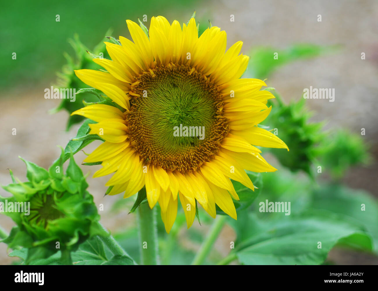 colour, garden, flower, plant, bloom, blossom, flourish, flourishing ...