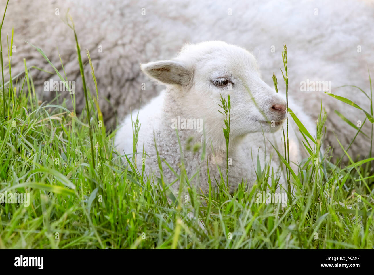 radio silence, quietness, silence, sheep, herd, flock of sheep, cute ...