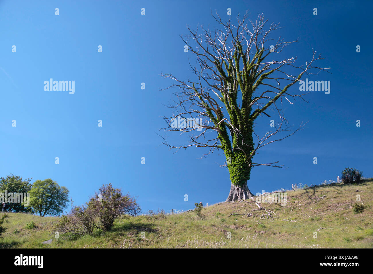 Dead tree ivy hi-res stock photography and images - Alamy