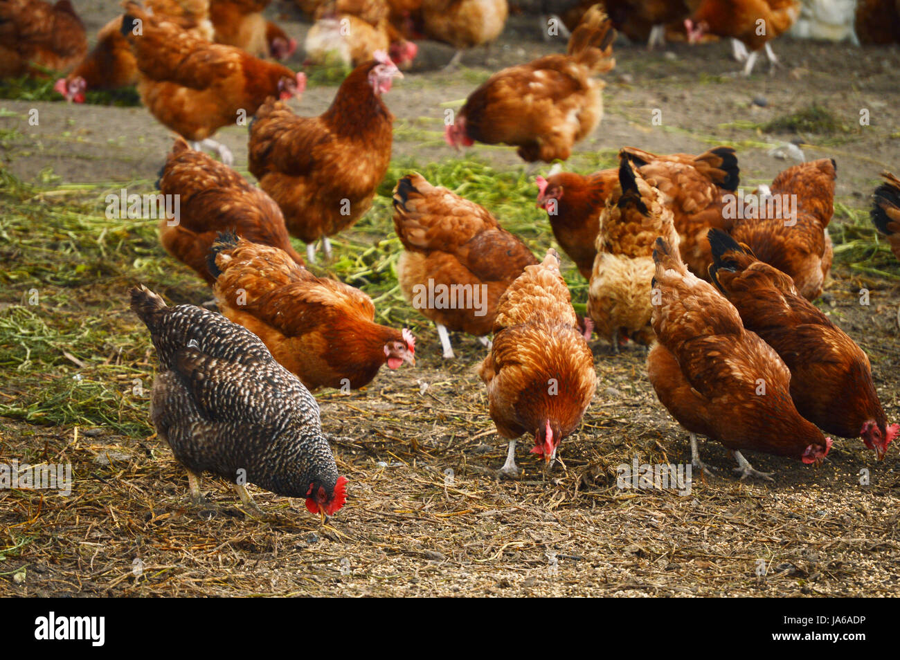 Traditional free range poultry farming Stock Photo - Alamy