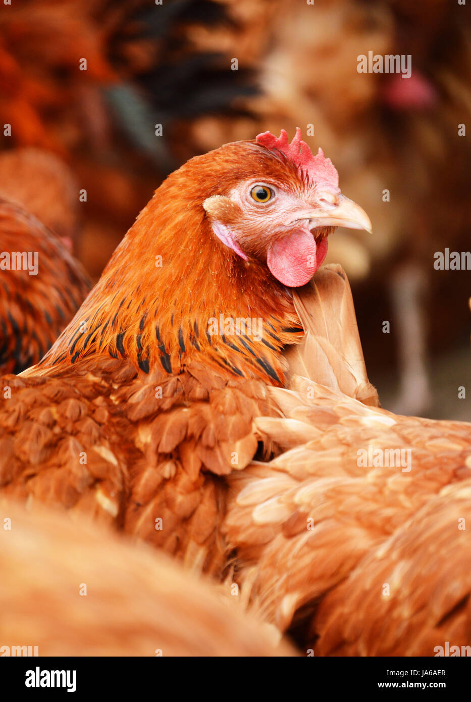 Traditional free range poultry farming Stock Photo - Alamy