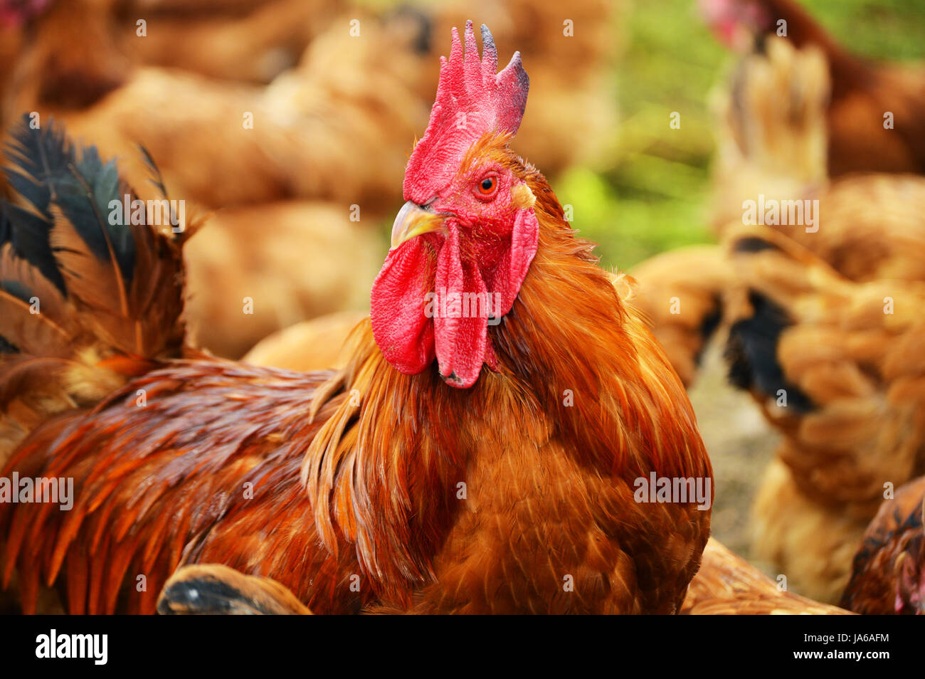 agriculture, farming, guard, farm, chicken, cock, meat, rooster, house ...