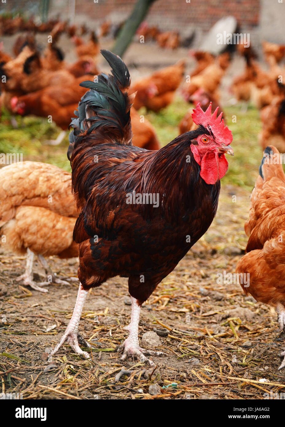 agriculture, farming, guard, farm, chicken, cock, meat, rooster, house ...