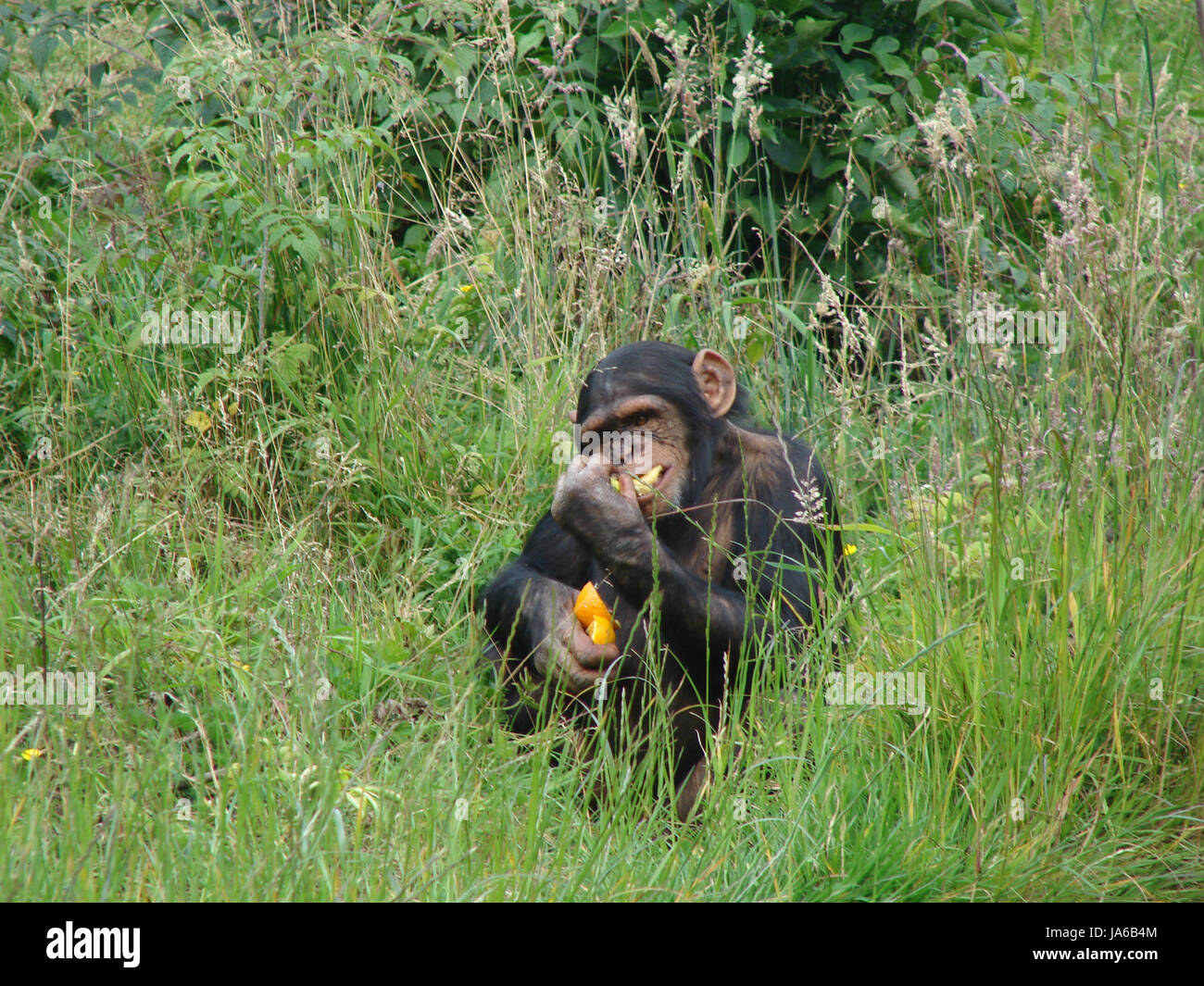 zoo, england, chimpanzee, close, male, masculine, zoo, breeding ...