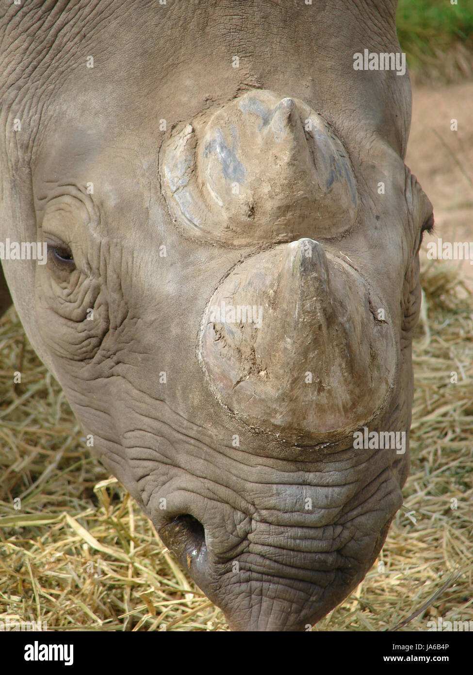 animal, mammal, wildlife, wrinkle, shadows, rhino, rhinoceros, animal ...