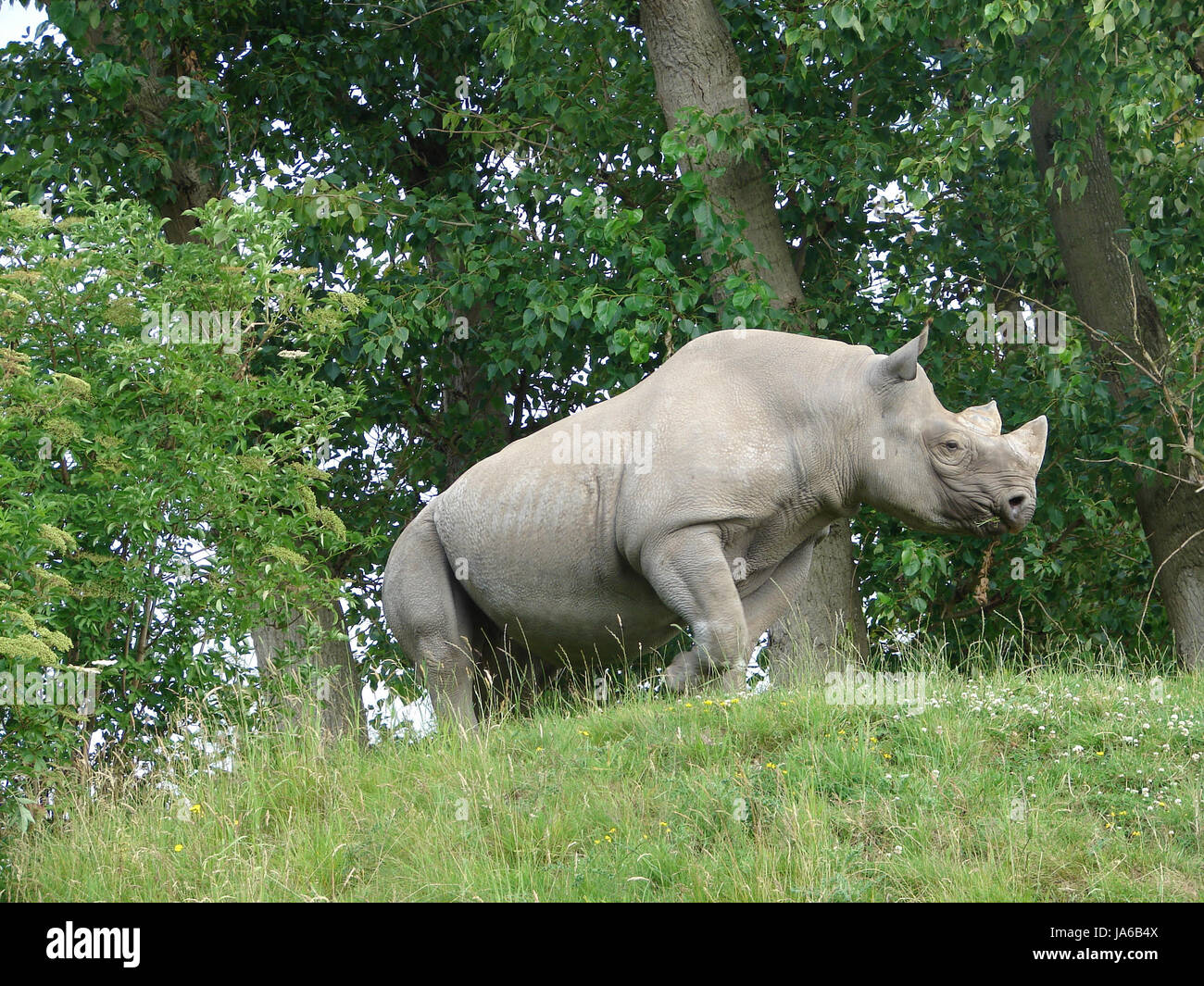 animal, mammal, wildlife, wrinkle, shadows, rhino, rhinoceros, animal ...