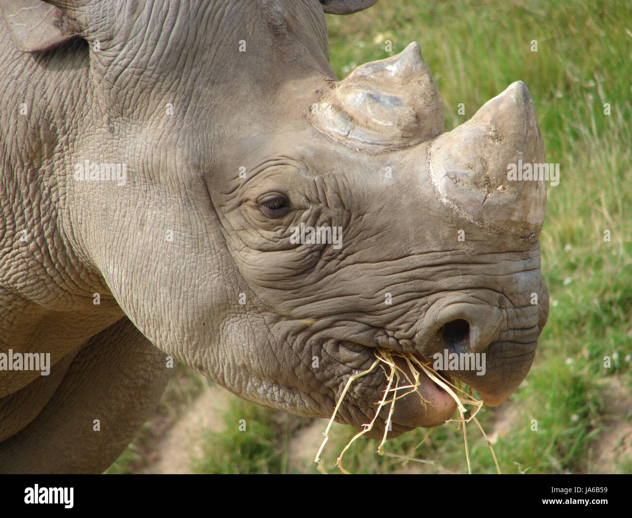 animal, mammal, wildlife, wrinkle, shadows, rhino, rhinoceros, animal ...