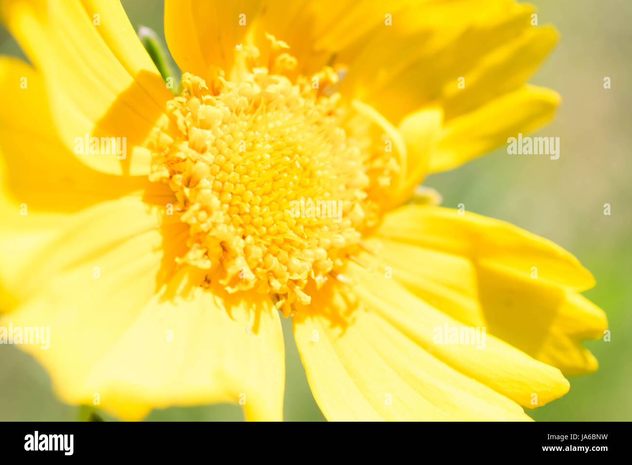 Yellow Coreopsis grandiflora flower Stock Photo - Alamy