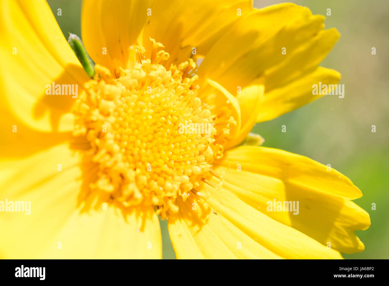 Yellow Coreopsis grandiflora flower Stock Photo - Alamy