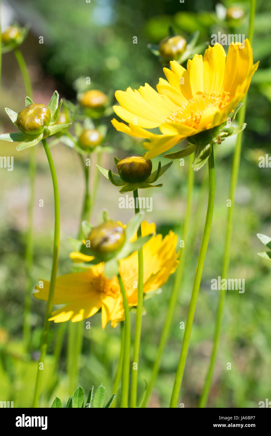 Yellow Coreopsis grandiflora flower Stock Photo - Alamy
