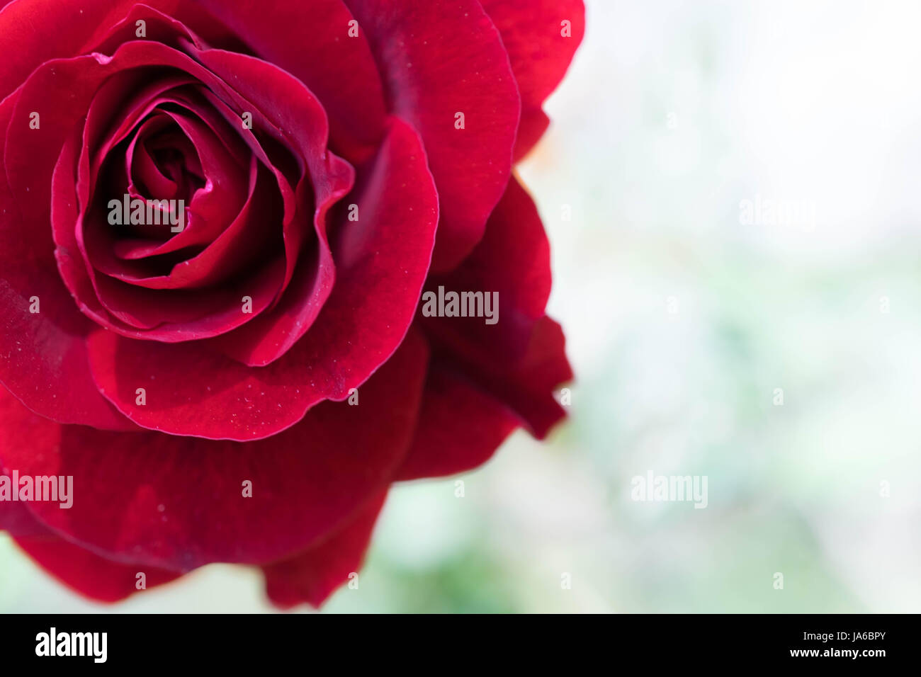 Close up on a single red rose Stock Photo - Alamy