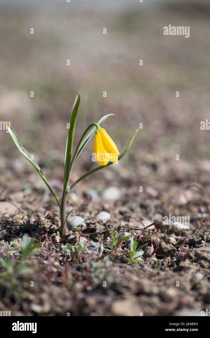 Yellow Snowdrop Stock Photos & Yellow Snowdrop Stock Images - Alamy