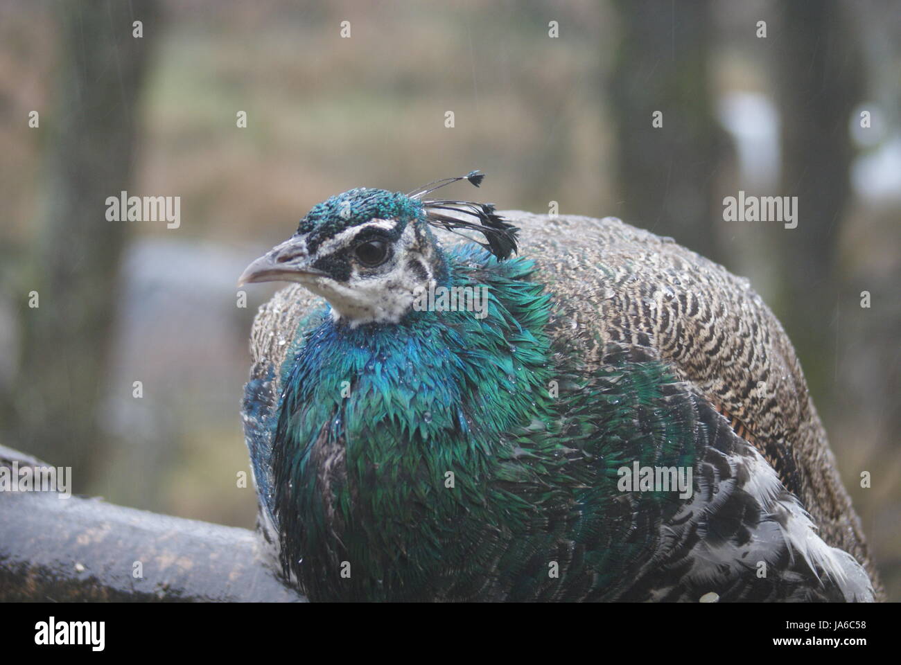Galliformes india hi-res stock photography and images - Alamy