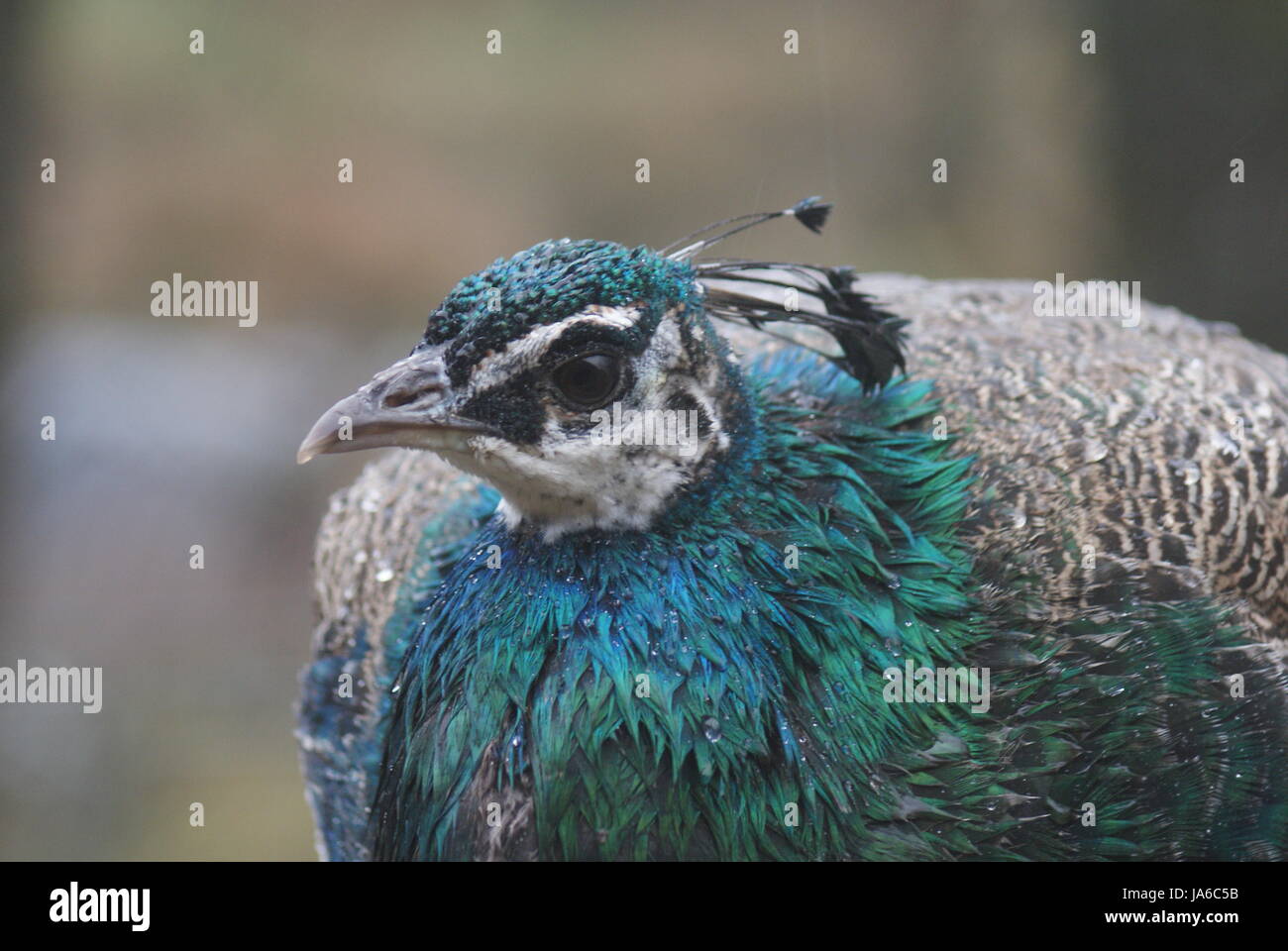 Peacock and peahen hi-res stock photography and images - Alamy