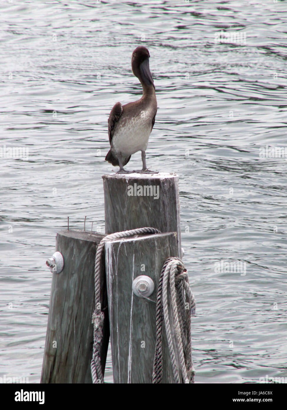 Pelican st petersburg florida usa hi-res stock photography and images ...