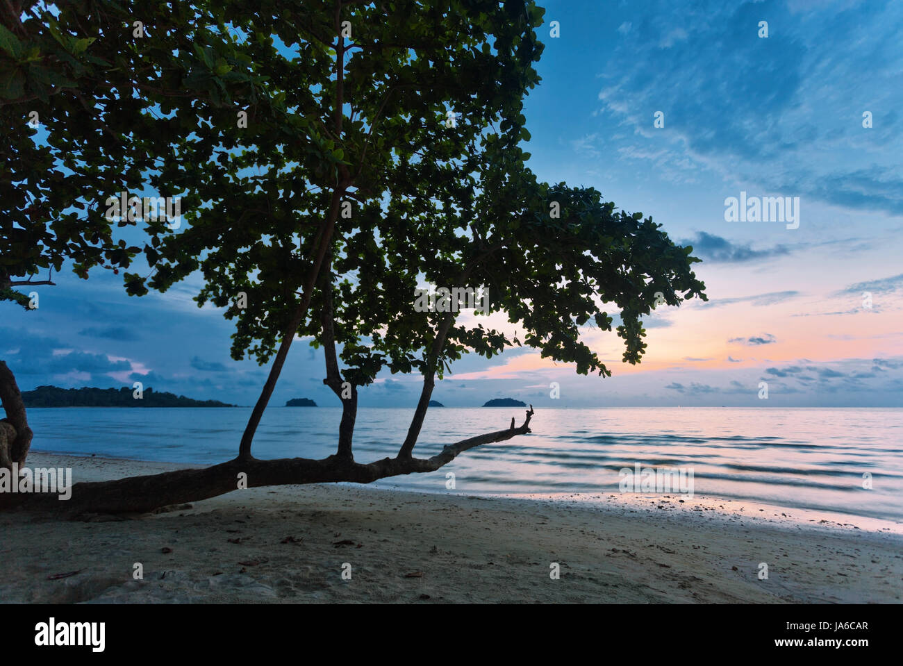 tree on tropical beach in sunset time Stock Photo - Alamy