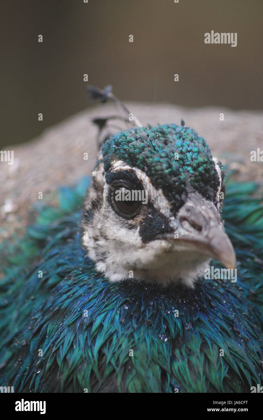 Peacock and peahen hi-res stock photography and images - Alamy