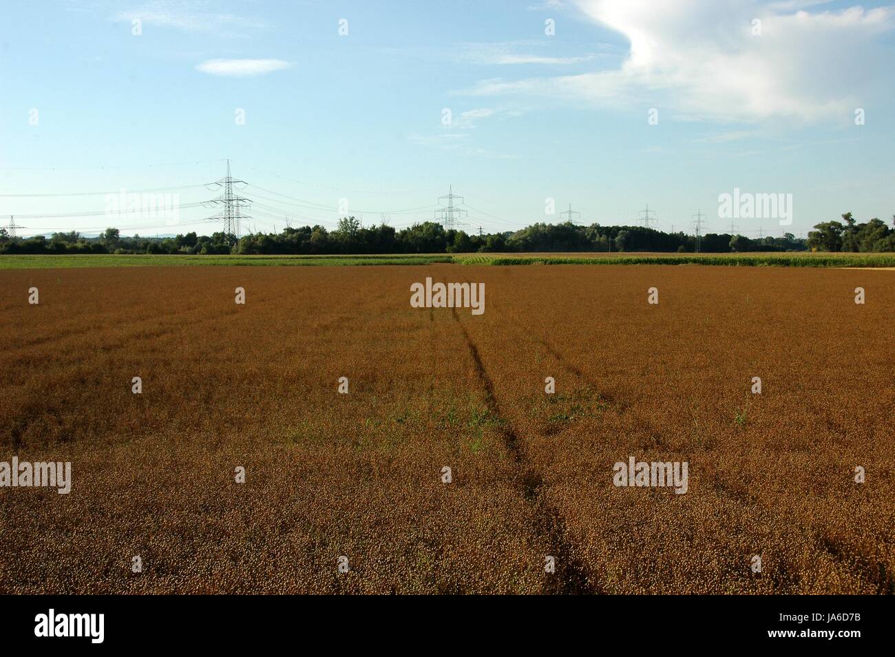 cultigen, flax, rhine plain, food, aliment, agriculture, useful plant ...