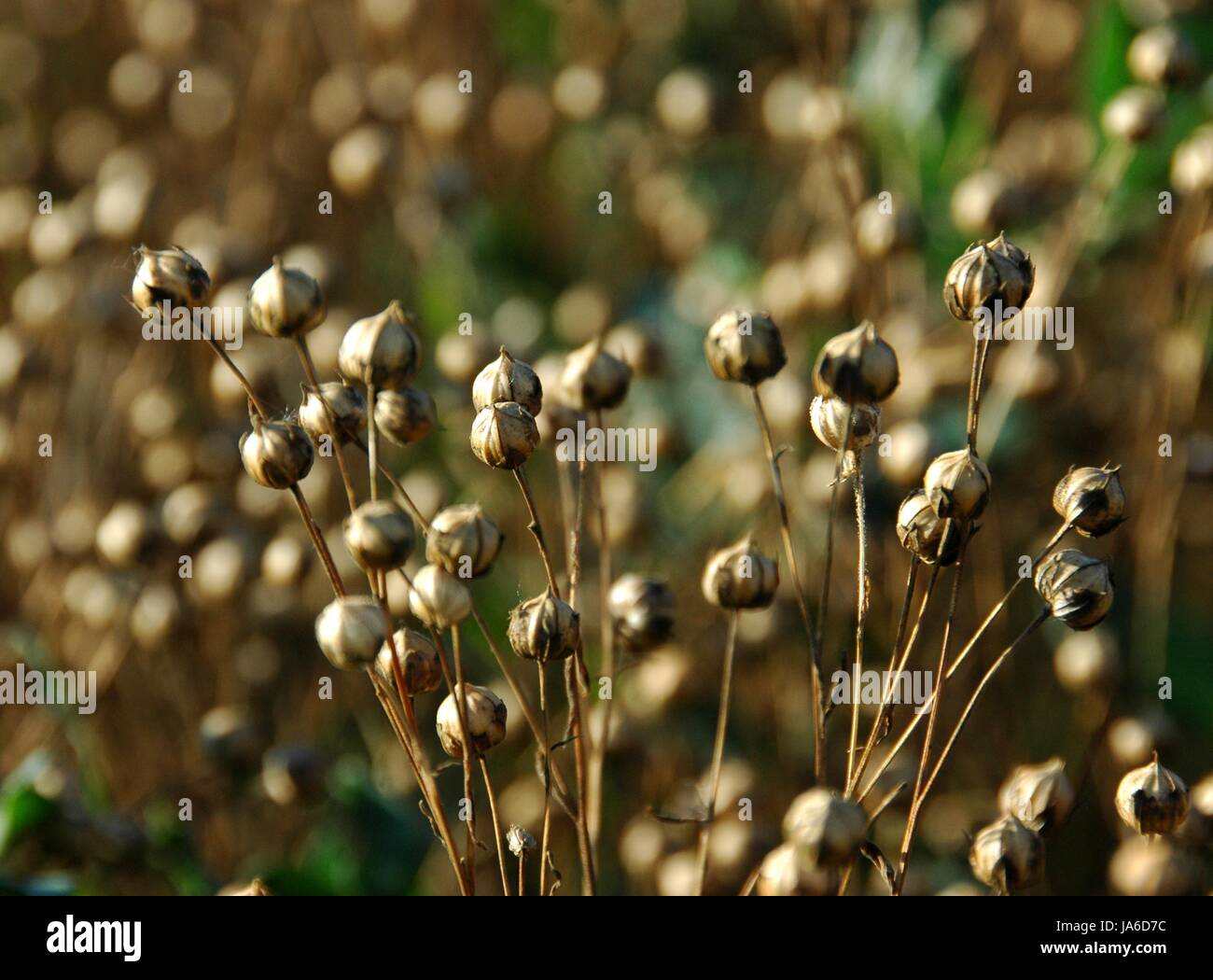 cultigen, flax, food, aliment, useful plant, stalk, omega, flax, common ...