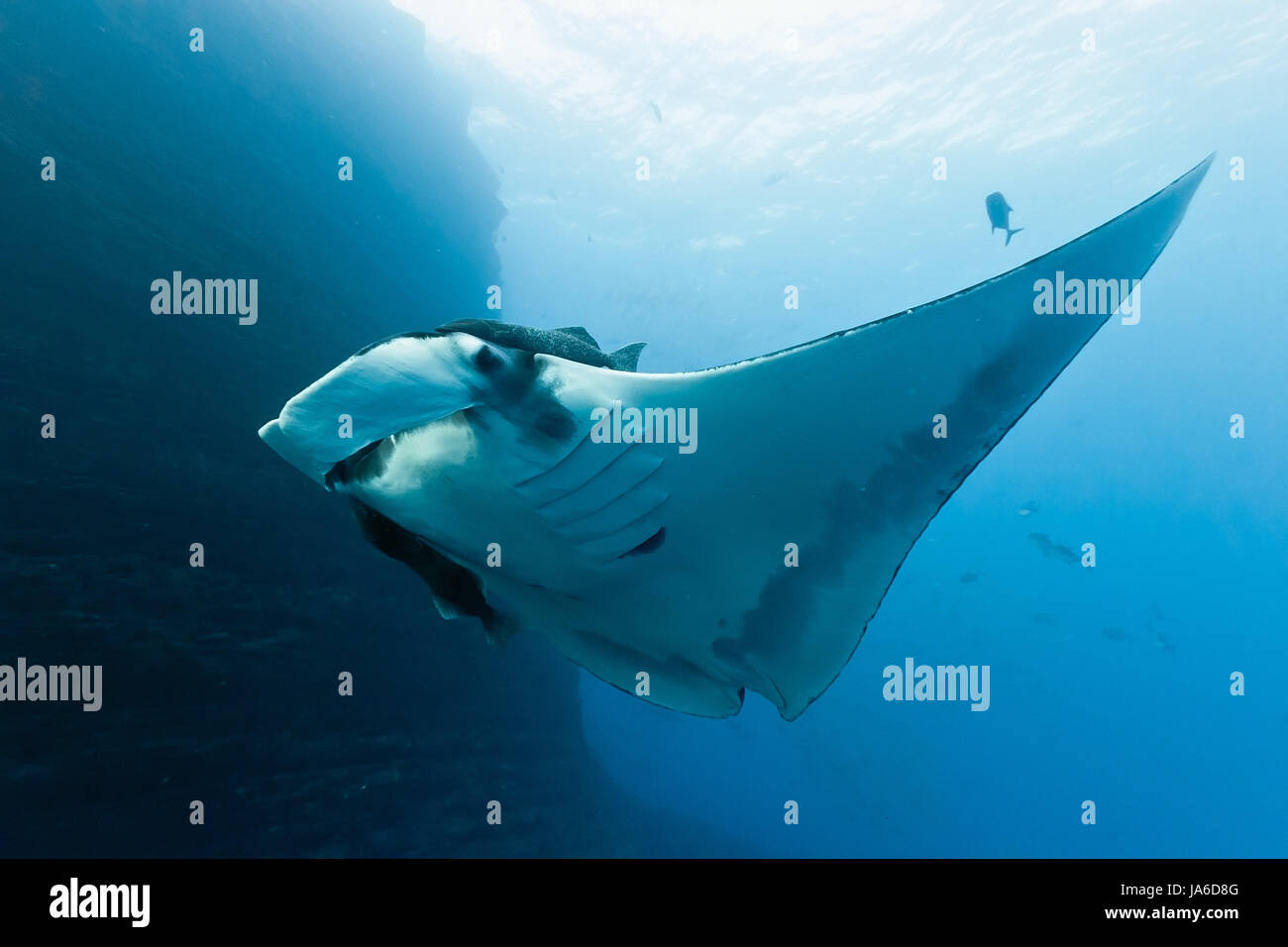 animal, fish, underwater, ray, wildlife, salt water, sea, ocean, water ...
