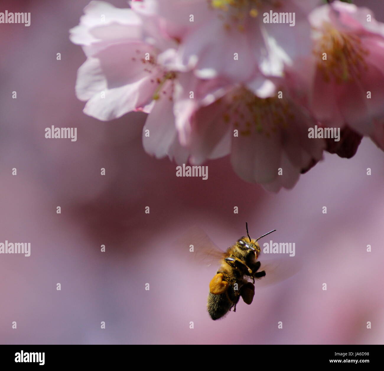Honey Bee in flight Stock Photo - Alamy