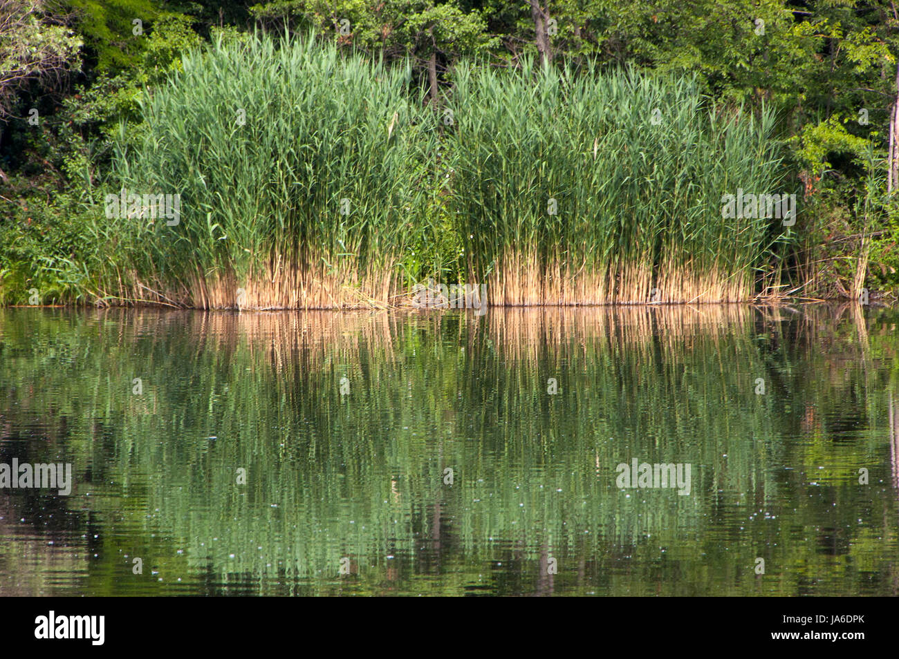Reed in Jegrička small river that flows through Vojvodina, Serbia Stock ...