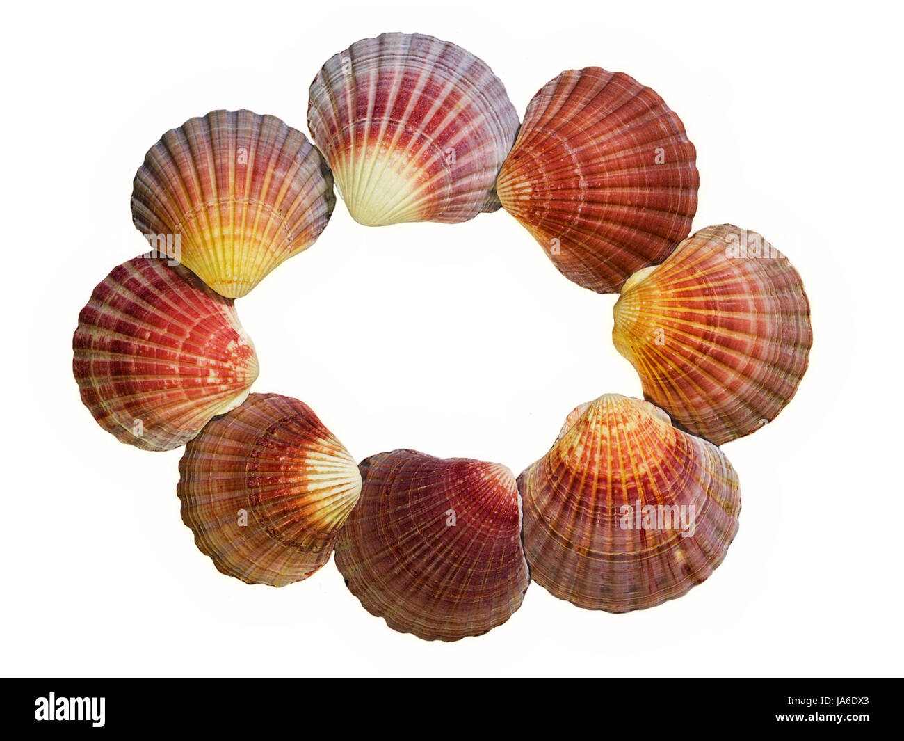 shell, seashell, frame, sea shell, framework, object, isolated, colour ...