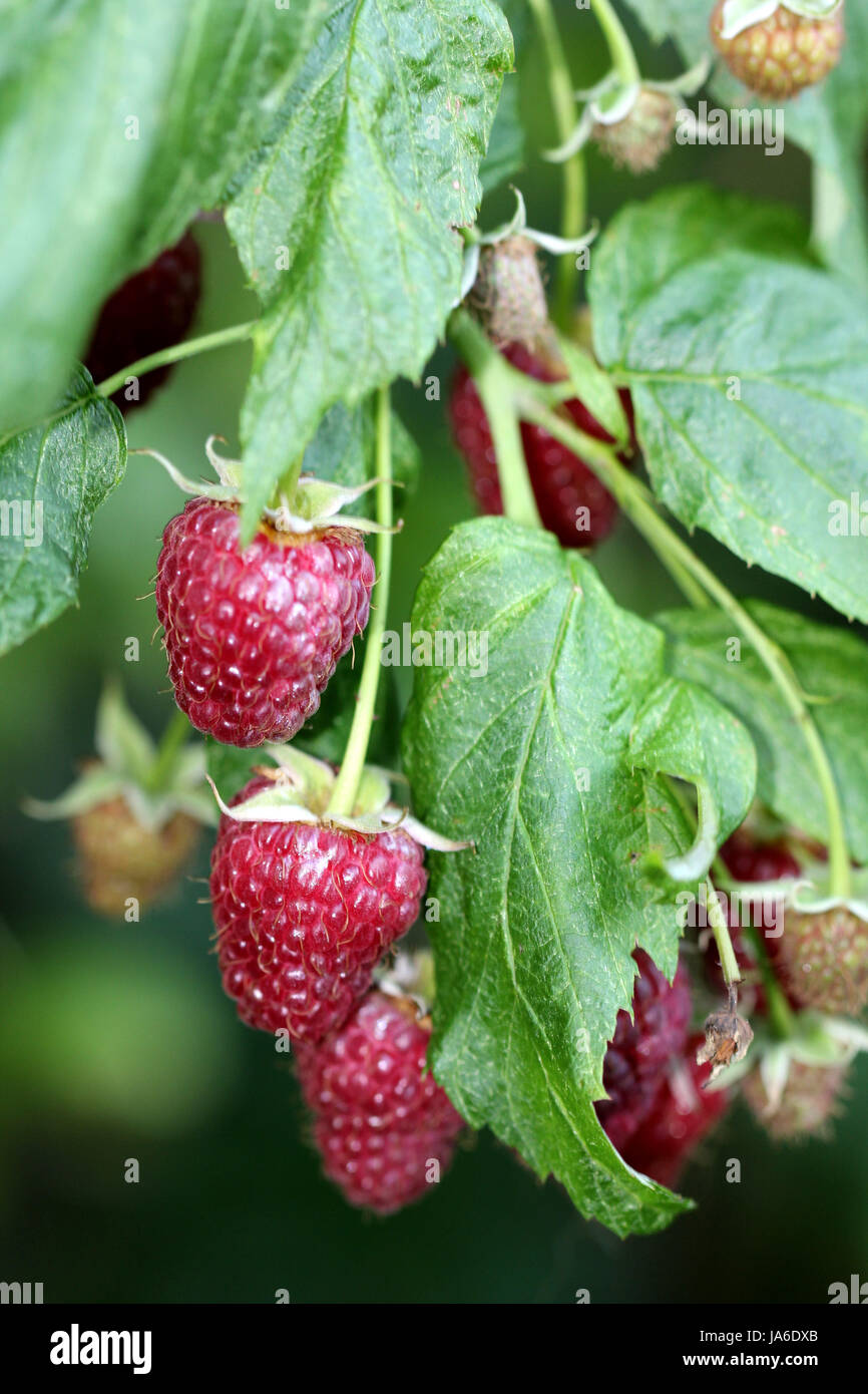 Raspberry crown hi-res stock photography and images - Alamy