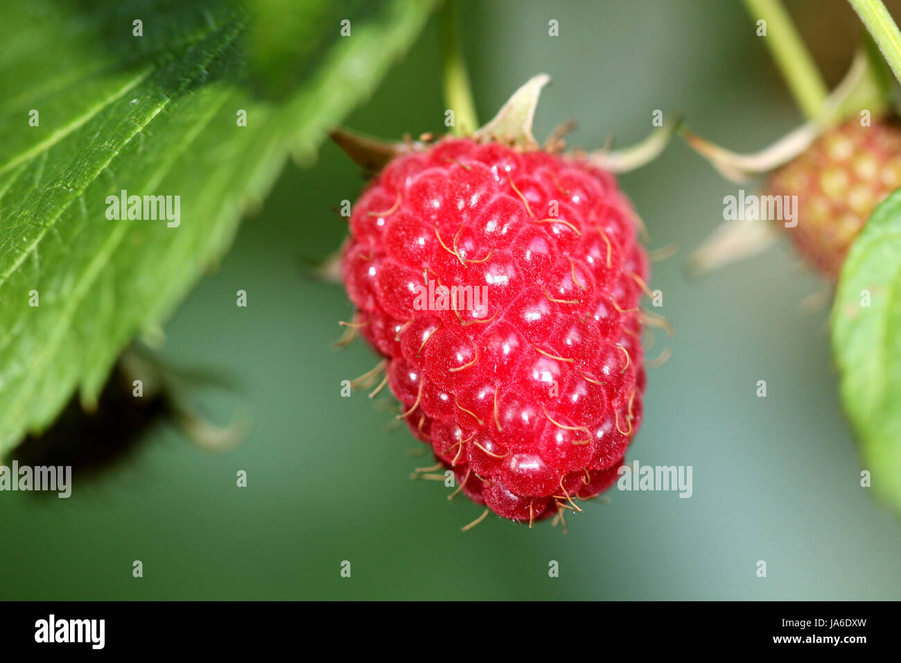 Raspberry crown hi-res stock photography and images - Alamy