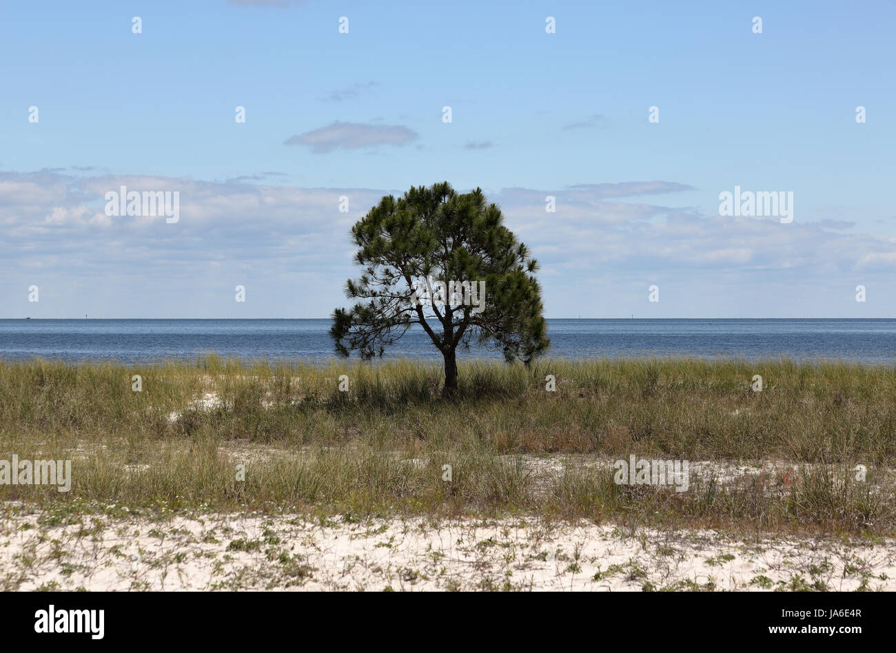 Lone small pine tree on an empty grassy beach with blue sky and clouds ...