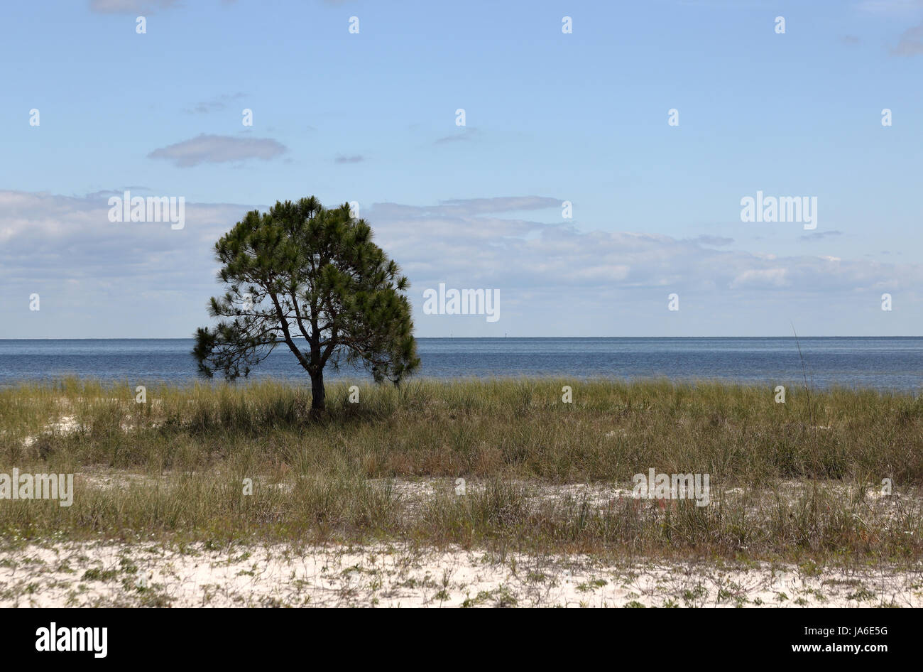 Lone small pine tree on an empty grassy beach with blue sky and clouds ...
