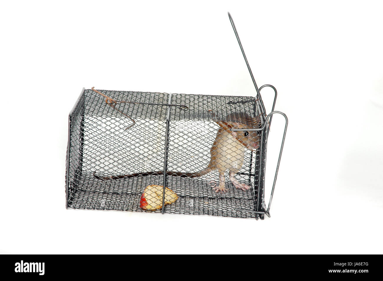 Danger mouse hi-res stock photography and images - Alamy