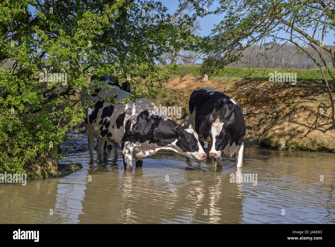Cattle drinking from the river hi-res stock photography and images - Alamy