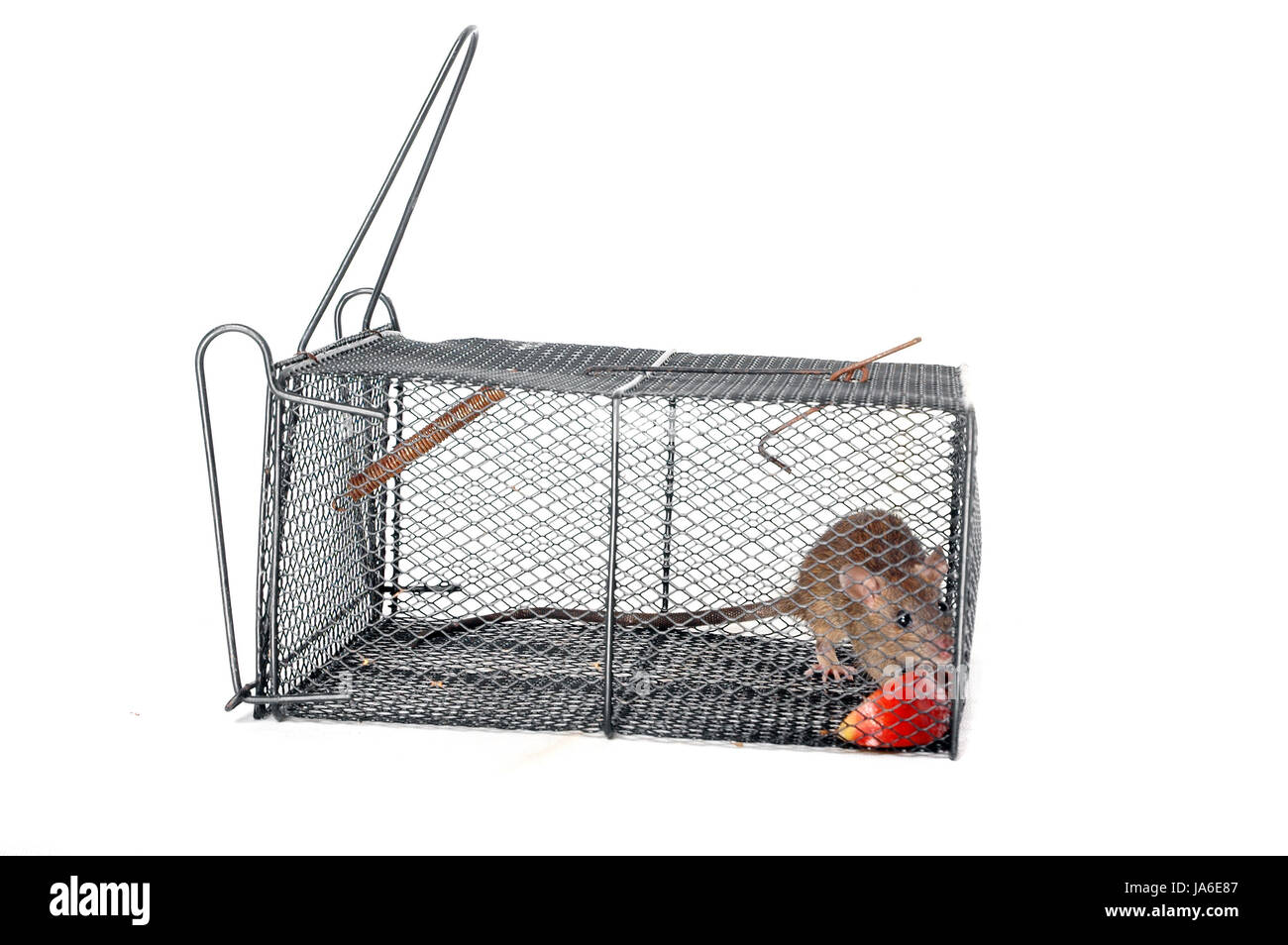 danger, isolated, rodent, mouse, rat, trap, catch, close, danger ...