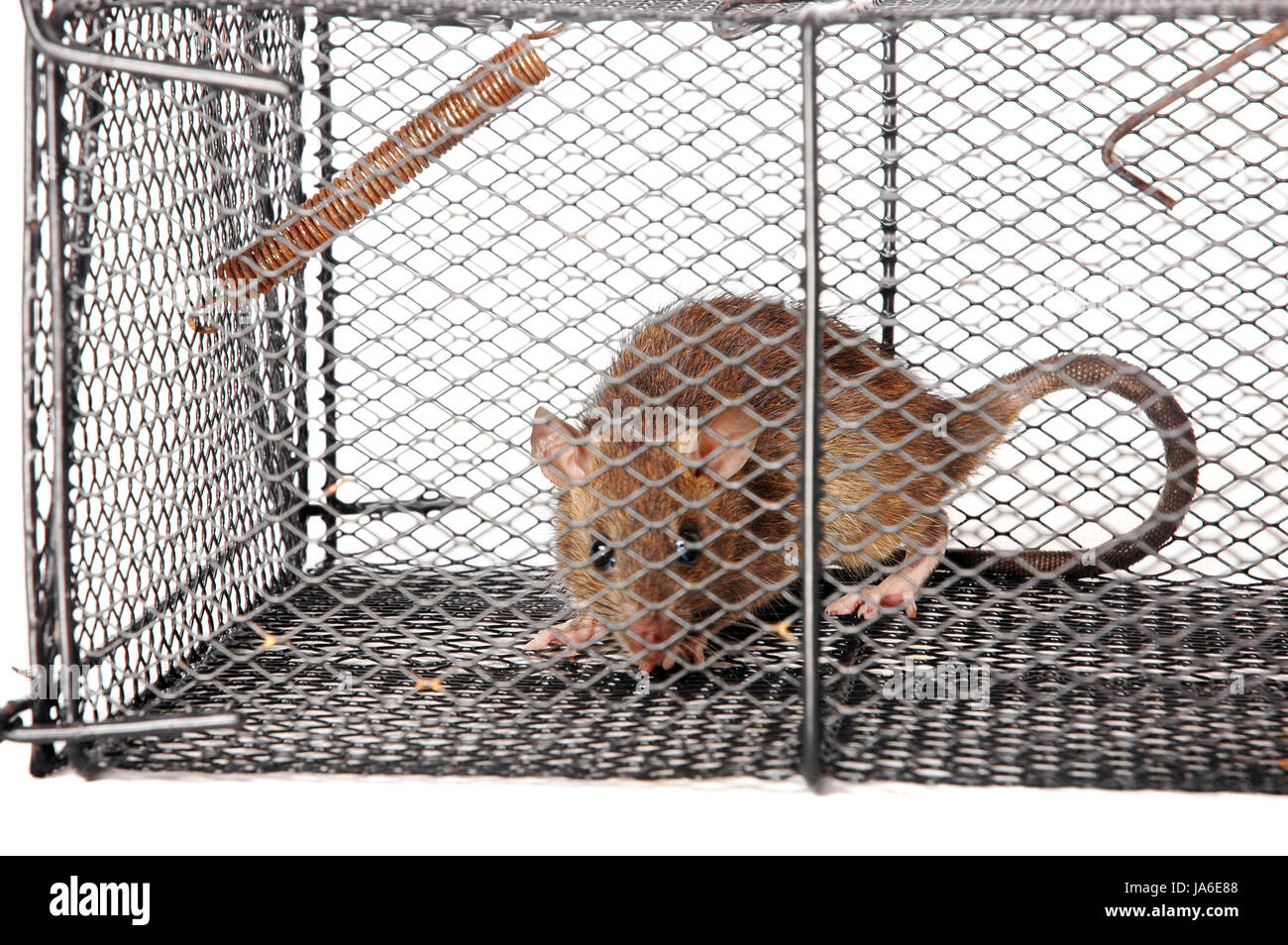 danger, isolated, rodent, mouse, rat, trap, catch, close, danger ...