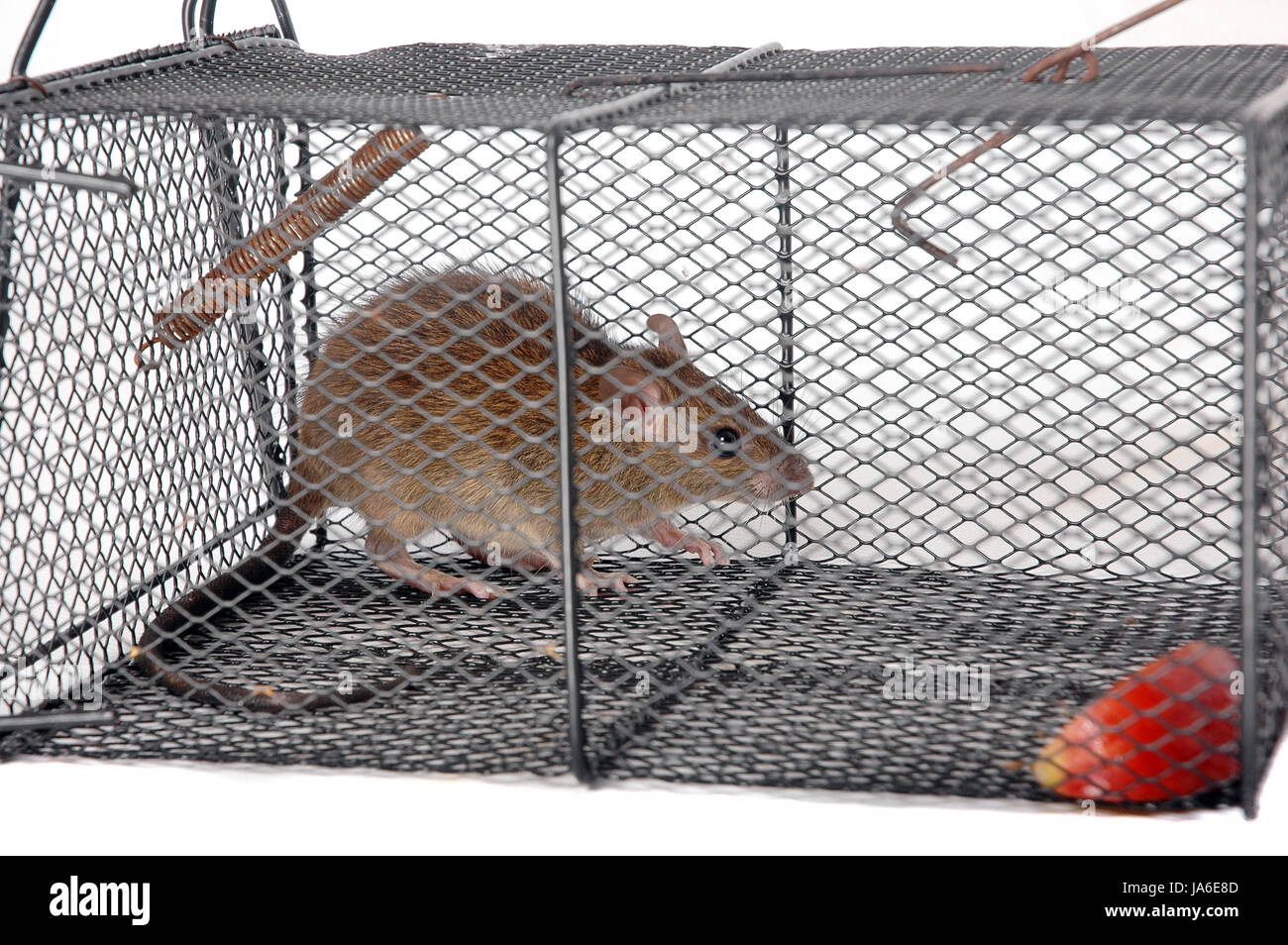 danger, isolated, rodent, mouse, rat, trap, catch, close, danger ...