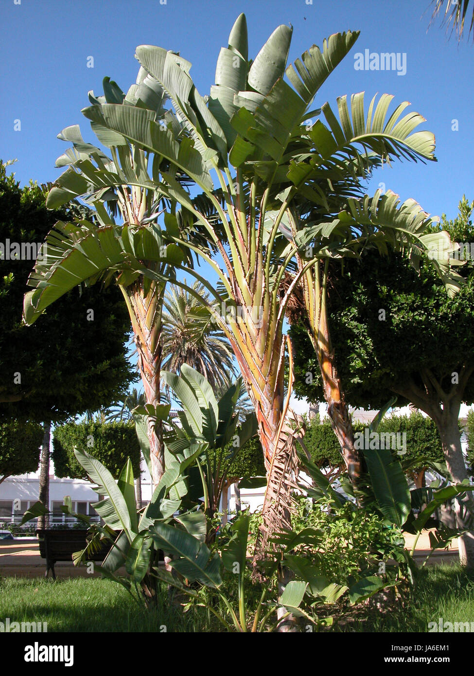 strelitzie, strelitzien, strelitziengewchse, strelitziaceae ...