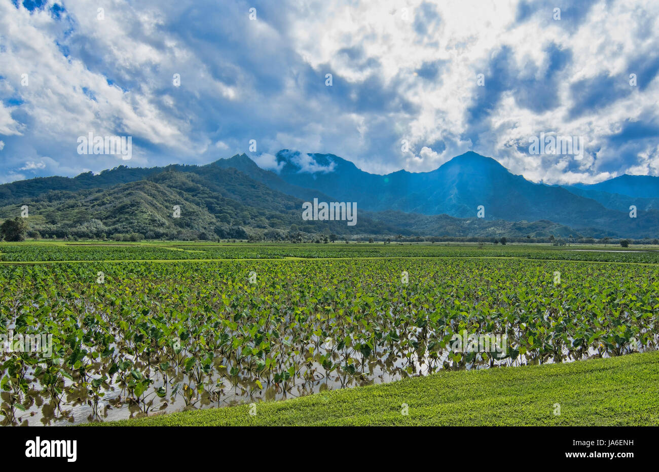 Kauai Hawaii farming scenic field of Taro root vegetable Stock Photo ...