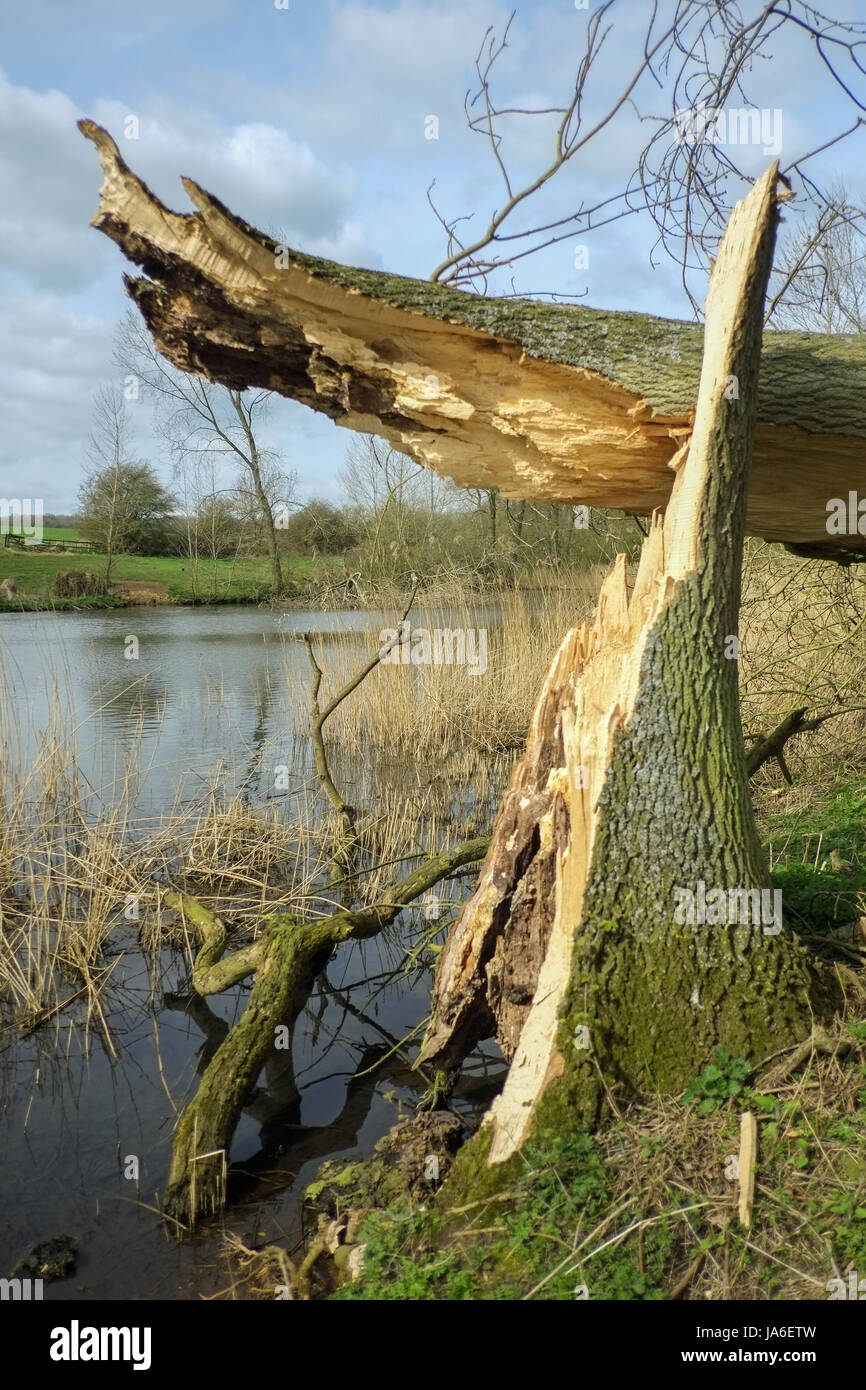 Fallen tree due to storm damage United Kingdom Stock Photo - Alamy