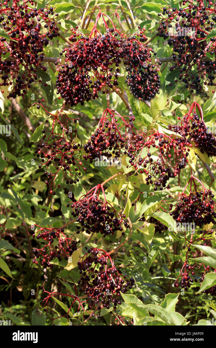 progenies, fruits, fruit, berries, spices, emblements, seeds, plant ...