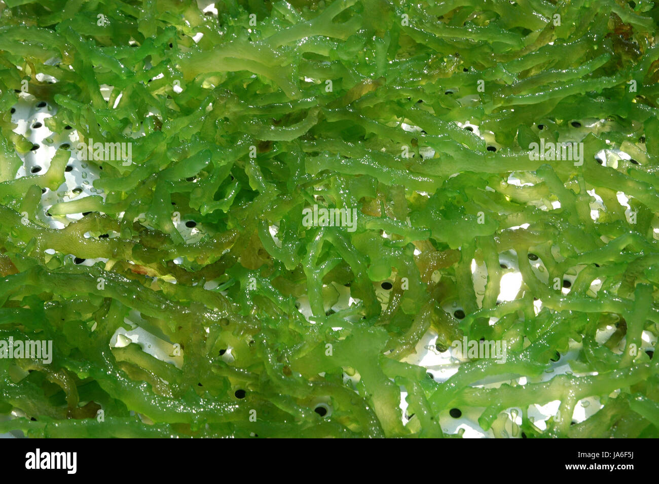 culture, asia, algae, kitchen, cuisine, diet, appetizer, aquatic ...