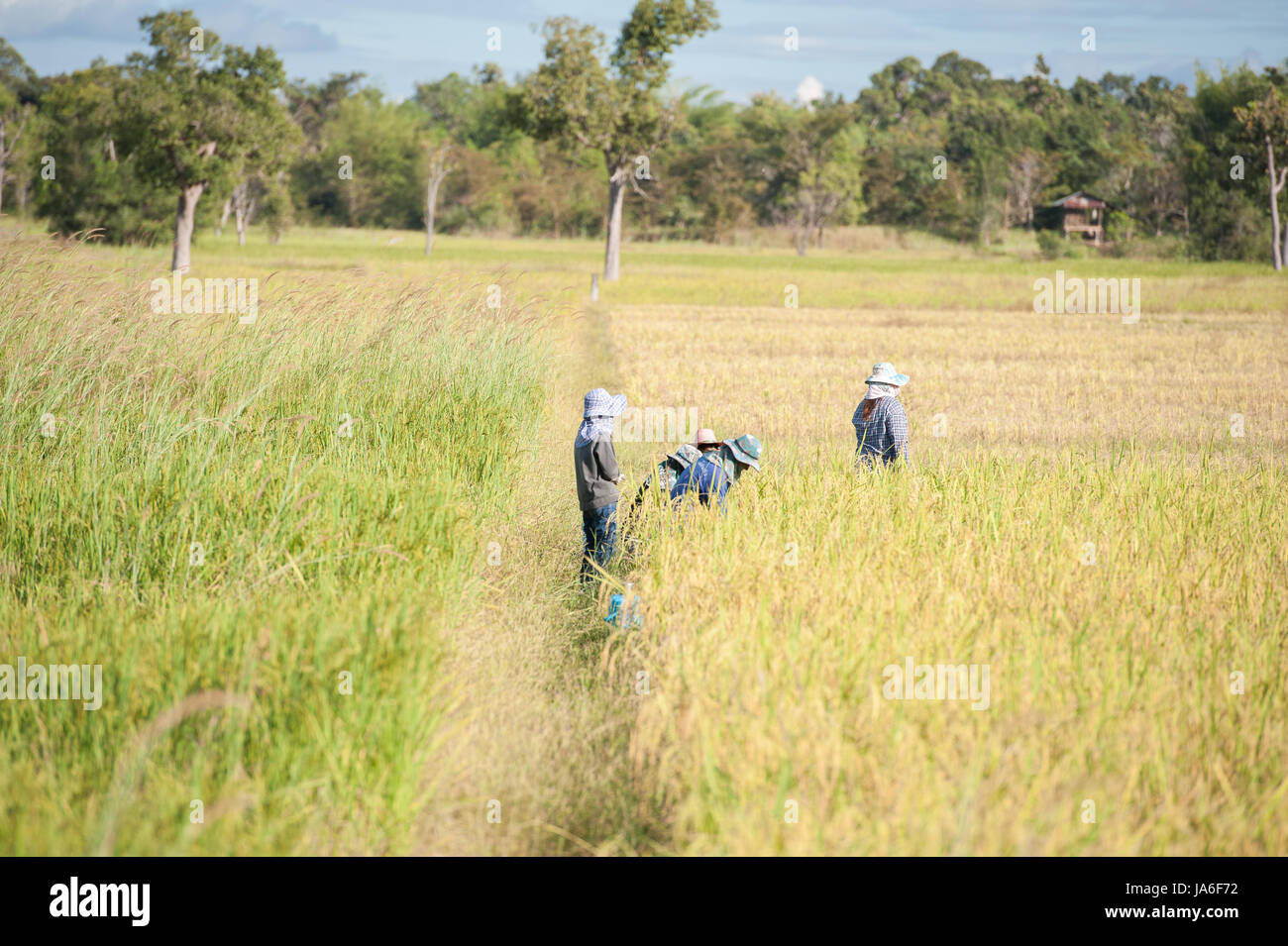 Rice harvest thailand Stock Photo - Alamy