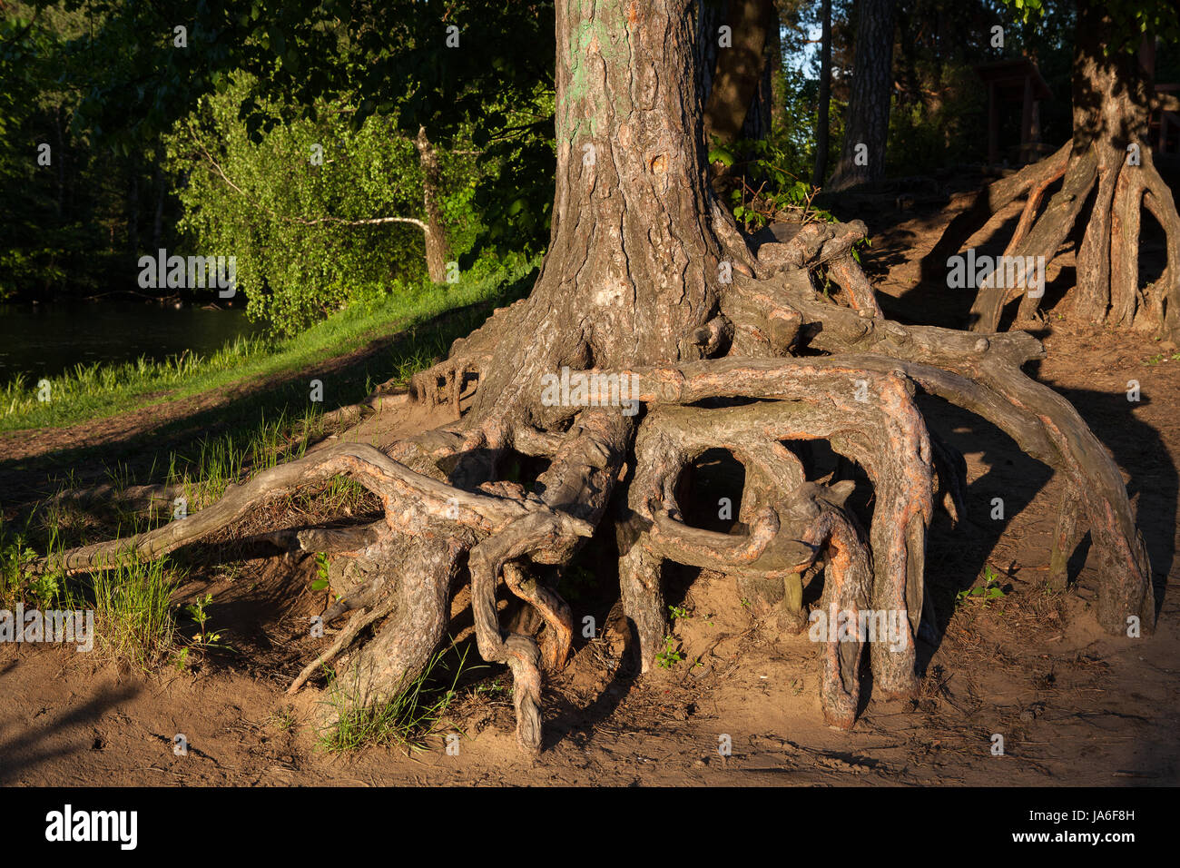 The root of the tree in the green grass Stock Photo - Alamy