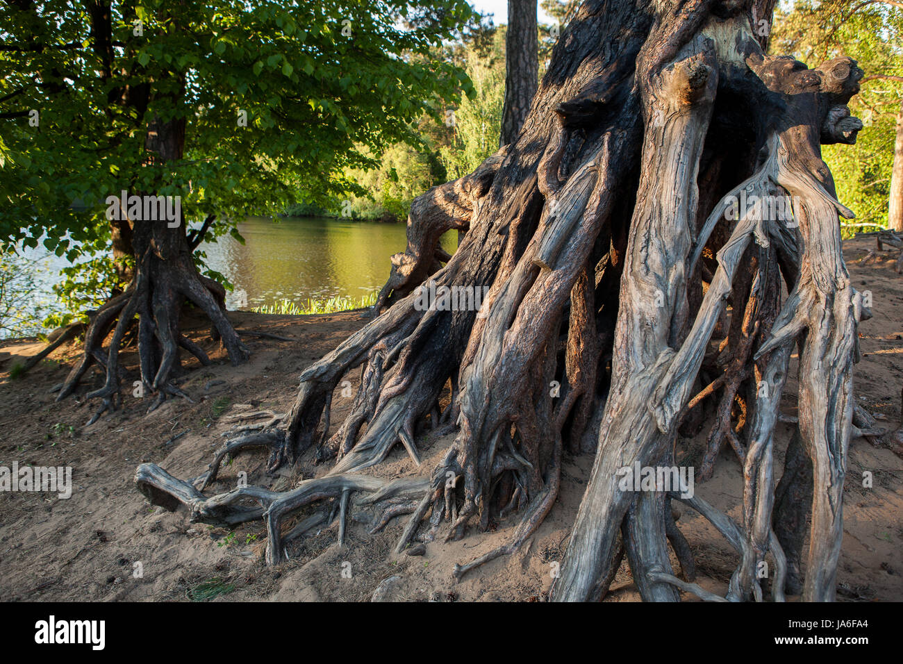 The root of the tree in the green grass Stock Photo - Alamy