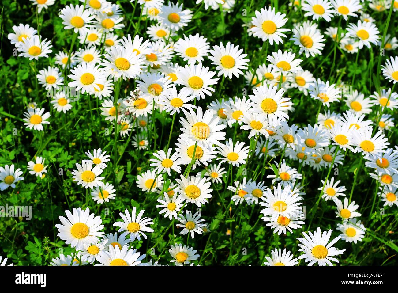 plant, bloom, blossom, flourish, flourishing, flower, flowers, blossoms ...