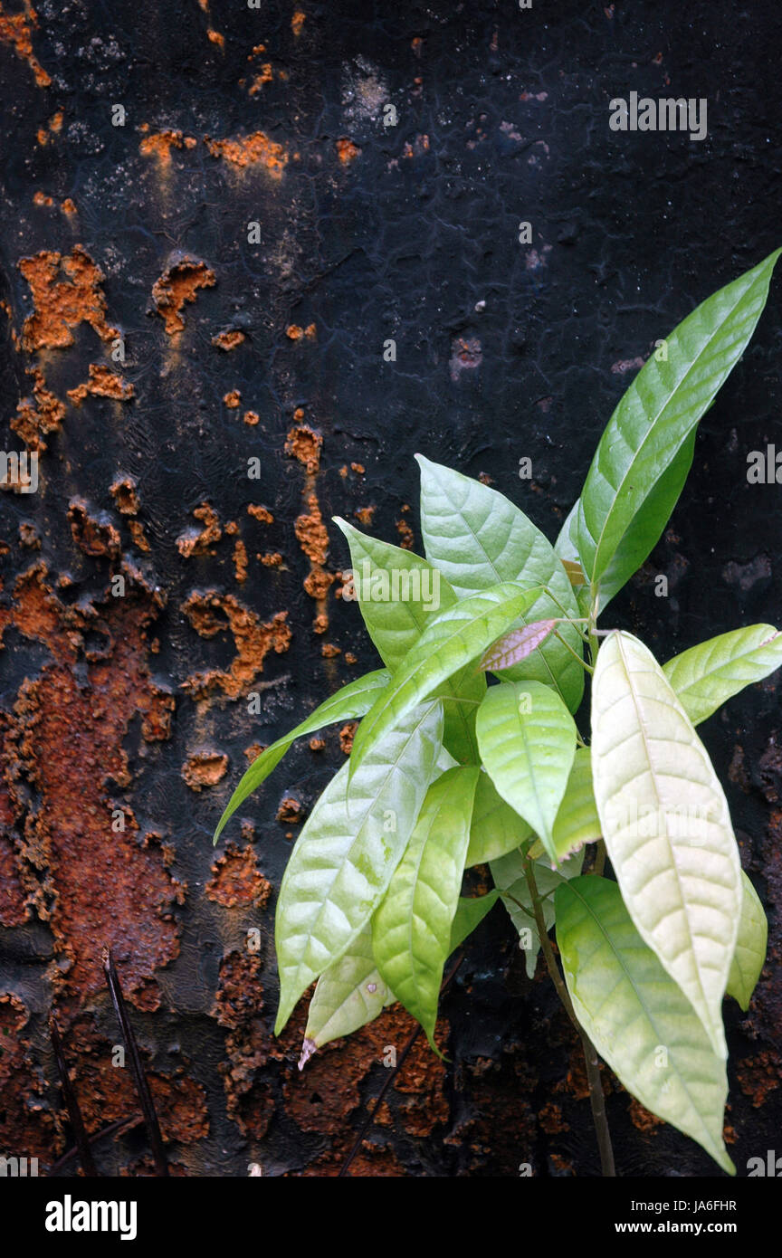 metal, rusty, rust, abstract, old, backdrop, background, texture ...