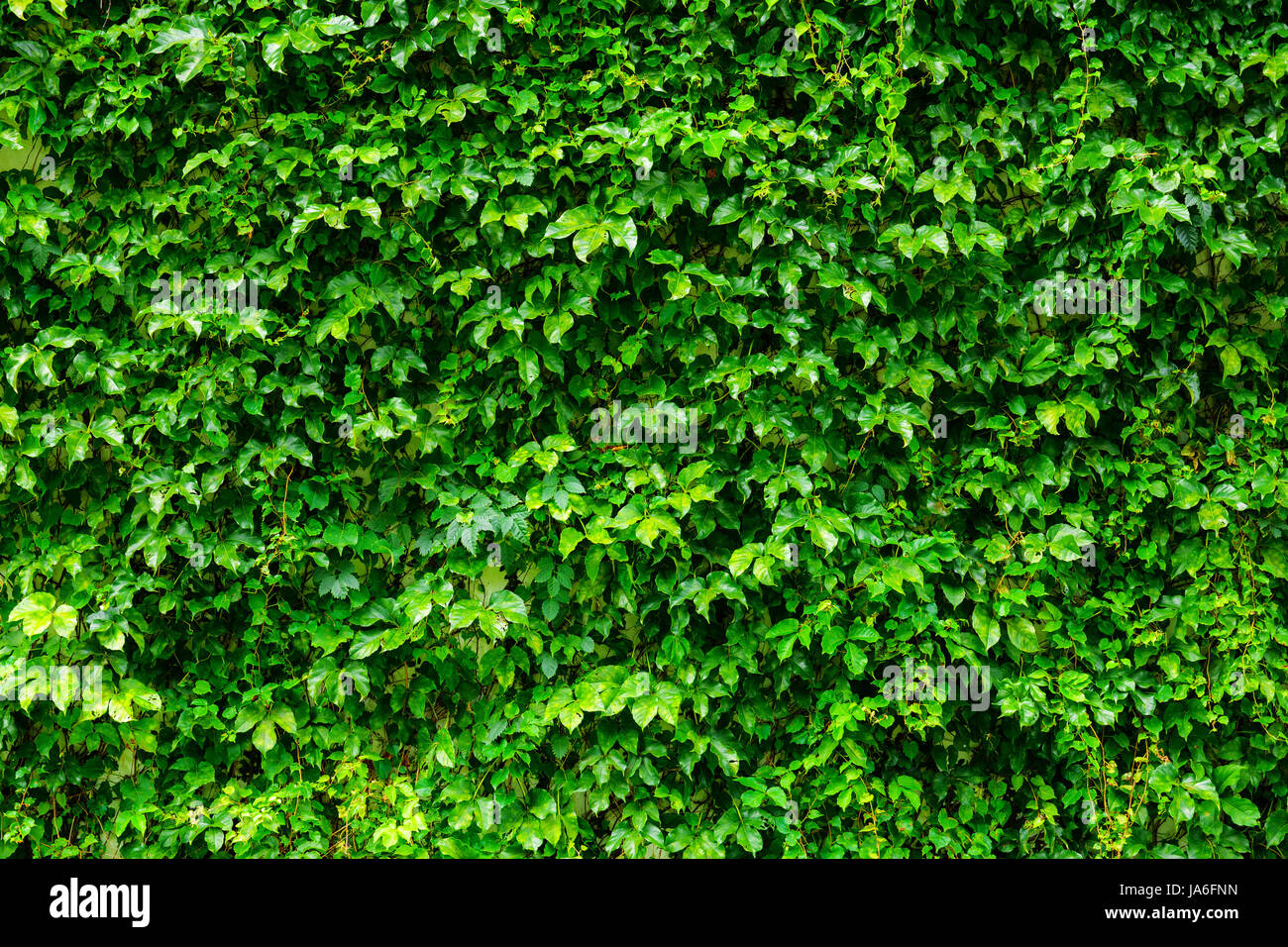 wall, exterior, vine, grape vine, grape-vine, lawn, green, backdrop ...