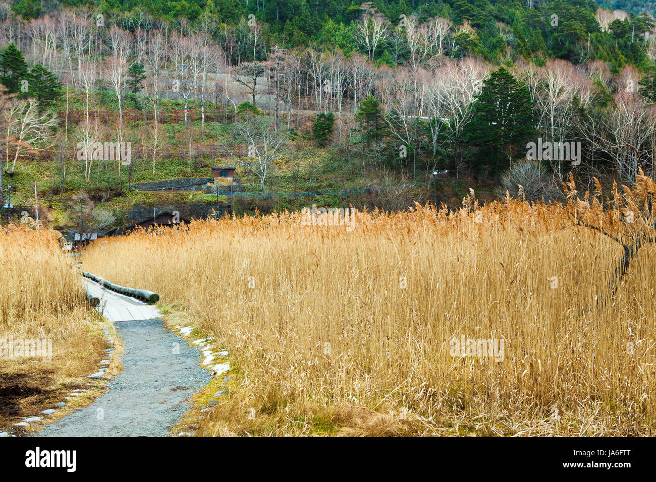 leaf, environment, enviroment, tree, wood, jungle, branch, weed, leave ...